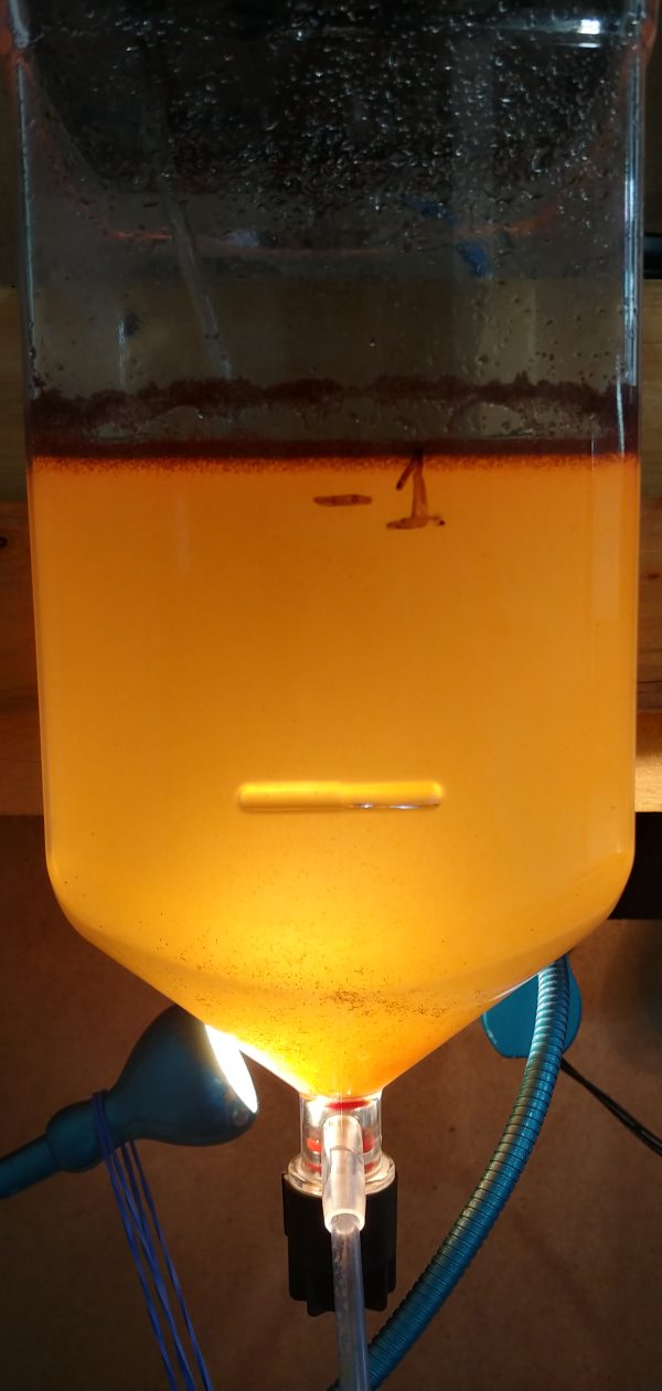 How to hatch baby brine shrimp - Colorz Guppy Farm