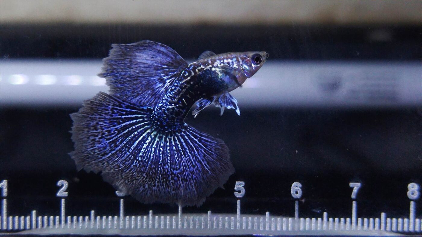 Purple Dragon Guppy - Colorz Guppy Farm