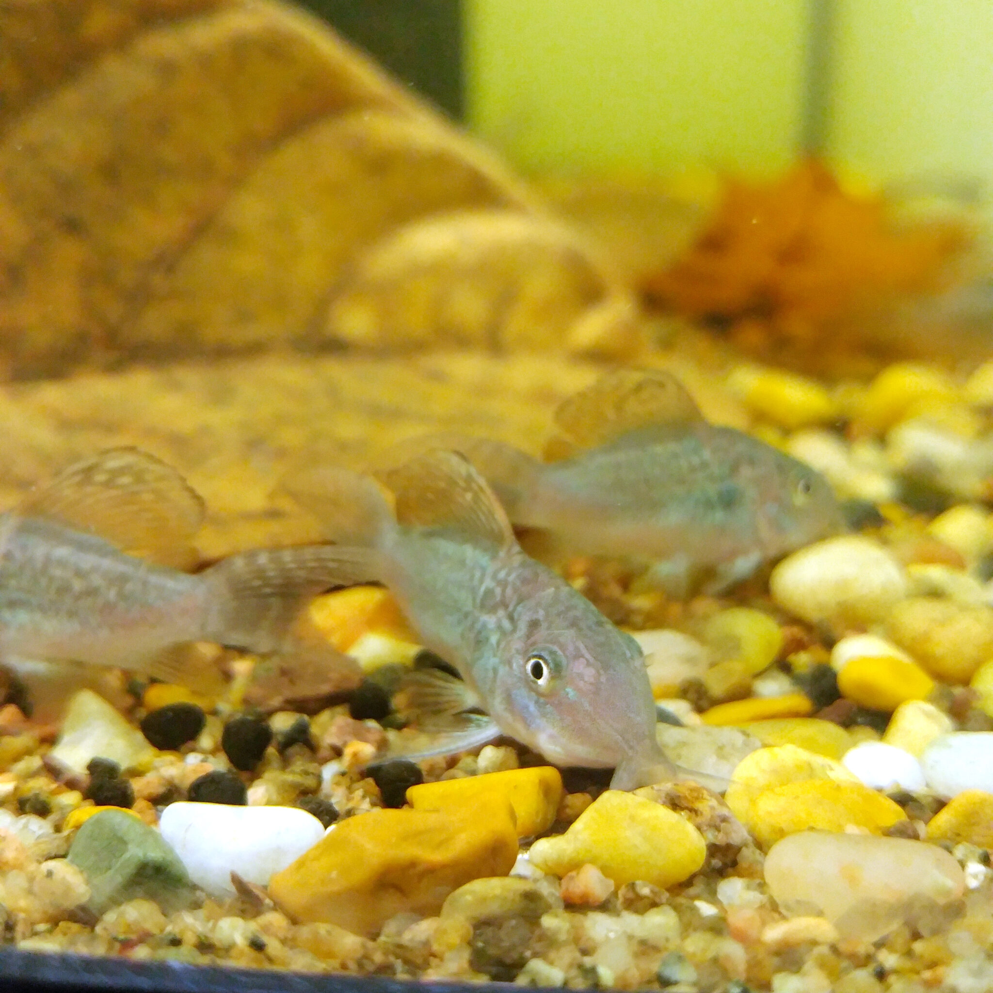 Colorz Guppy Farm - Buy Guppies Online in Canada